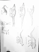 Monster Profiles | Chrysalis Wiki | Fandom