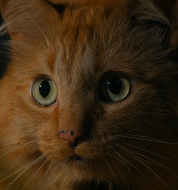 Binx | Child's Play Wiki | Fandom