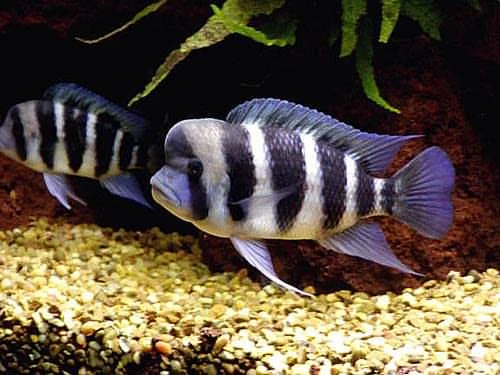 Frontosa | Cichlid care Wiki | Fandom