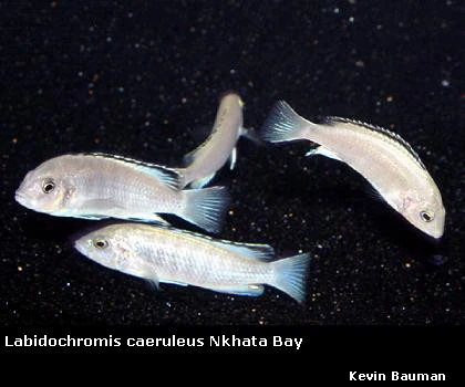 White lab | Cichlid Wiki | Fandom