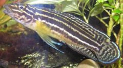 Julidochromis regani | Cichlid Wiki | Fandom