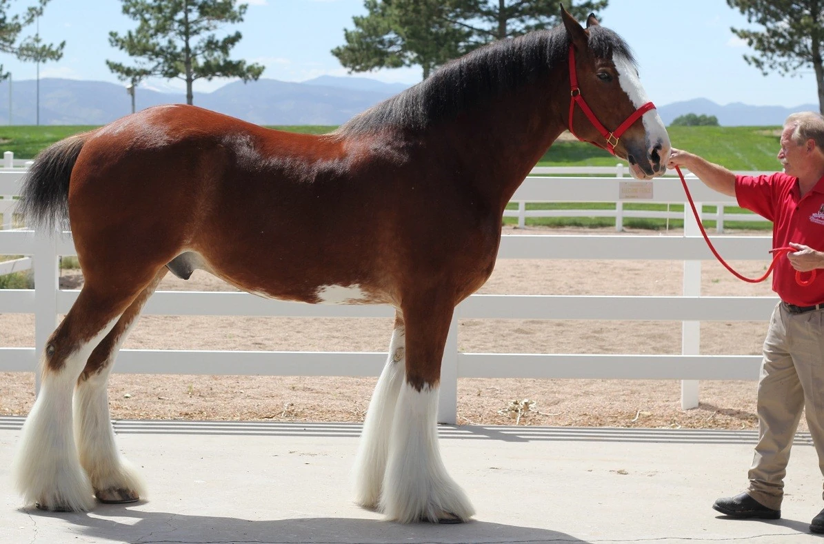 Rasy koni- Koń Szkocki | Ciekawostki konne Wiki | Fandom