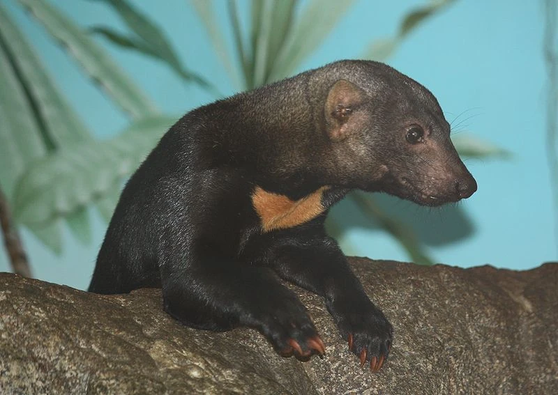Tayra (animal) | Cincinnati Zoo and Botanical Garden Wiki | Fandom