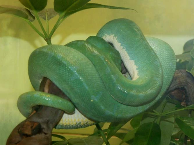 Green Tree Python | Cincinnati Zoo and Botanical Garden Wiki | Fandom