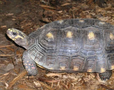 Red-footed Tortoise | Cincinnati Zoo and Botanical Garden Wiki | Fandom