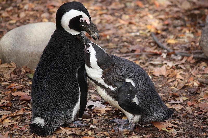 African Penguin | Cincinnati Zoo and Botanical Garden Wiki | Fandom