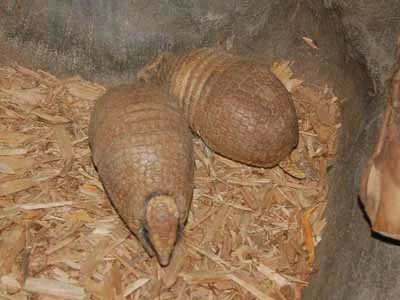 Southern Three-banded Armadillo | Cincinnati Zoo and Botanical Garden Wiki | Fandom