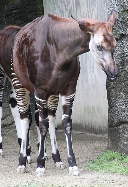Okapi | Cincinnati Zoo and Botanical Garden Wiki | Fandom