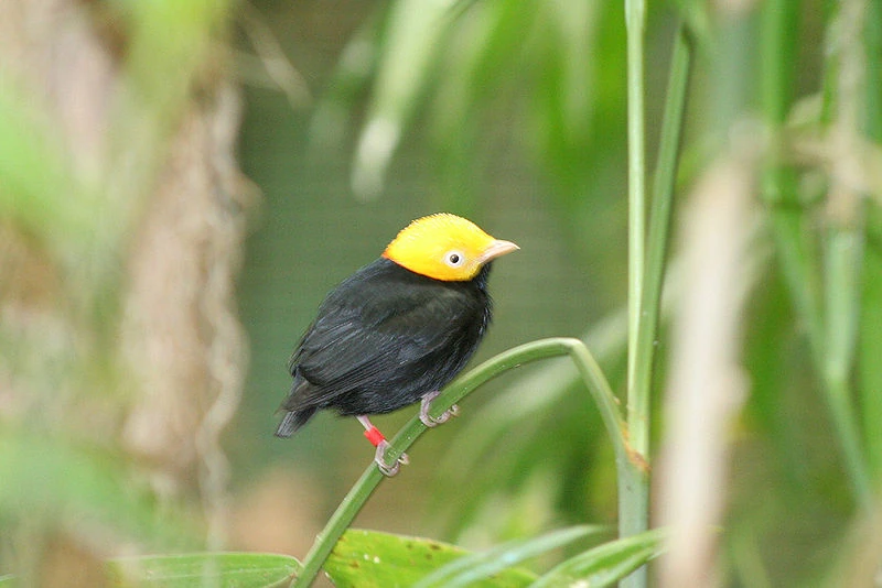 Golden-headed Manakin | Cincinnati Zoo and Botanical Garden Wiki | Fandom