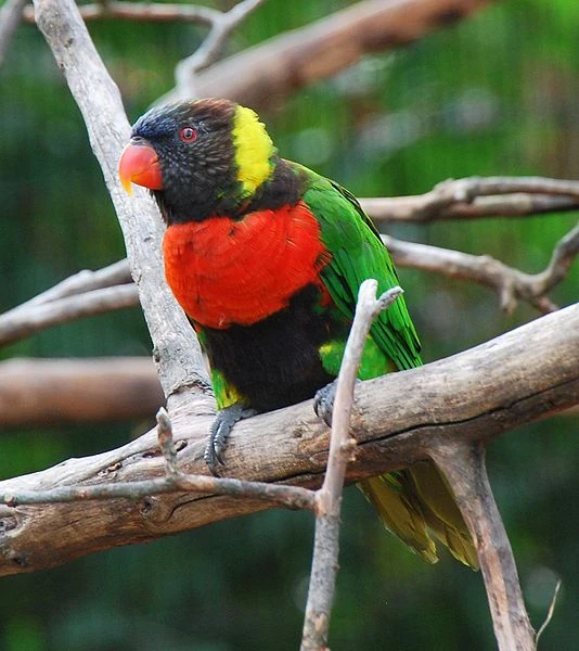 Forsten's Lorikeet | Cincinnati Zoo and Botanical Garden Wiki | Fandom