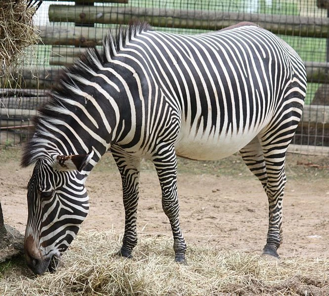 Grevy's Zebra | Cincinnati Zoo and Botanical Garden Wiki | Fandom