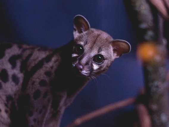 Cute Spotted Genet