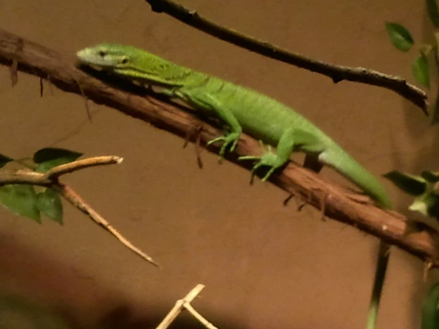 Green tree monitor | Cincinnati Zoo and Botanical Garden Wiki | Fandom