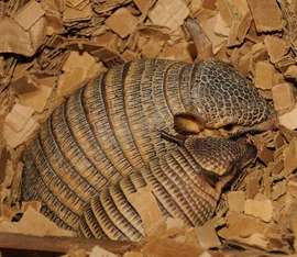 Screaming Hairy Armadillo | Cincinnati Zoo and Botanical Garden Wiki | Fandom
