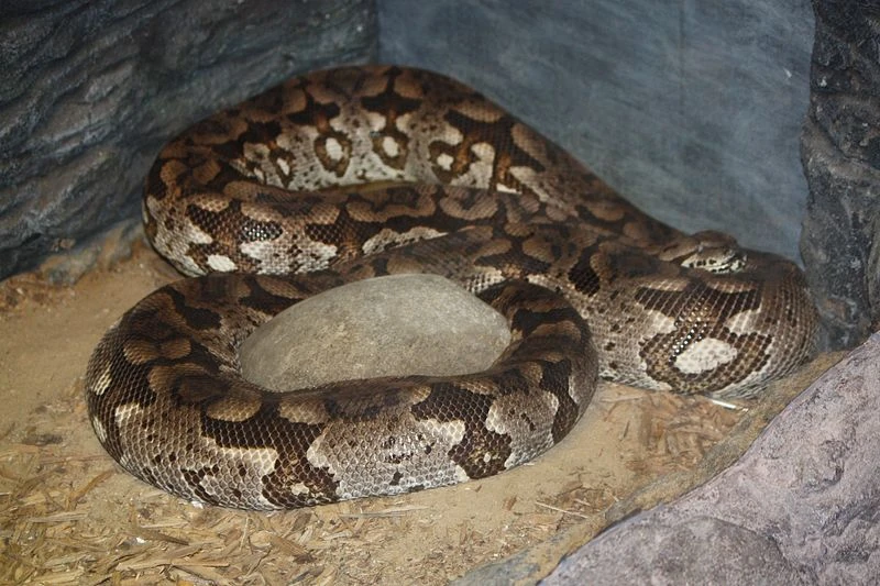 Dumeril's Ground Boa | Cincinnati Zoo and Botanical Garden Wiki | Fandom