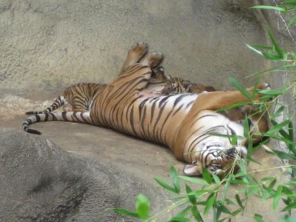 Malayan Tiger | Cincinnati Zoo and Botanical Garden Wiki | Fandom