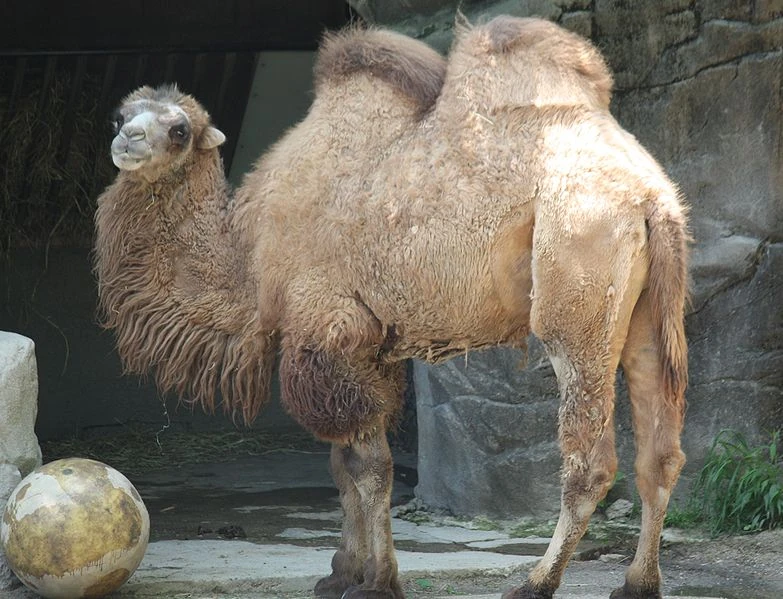 Bactrian Camel | Cincinnati Zoo and Botanical Garden Wiki | Fandom
