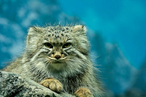 Pallas' Cat | Cincinnati Zoo and Botanical Garden Wiki | Fandom