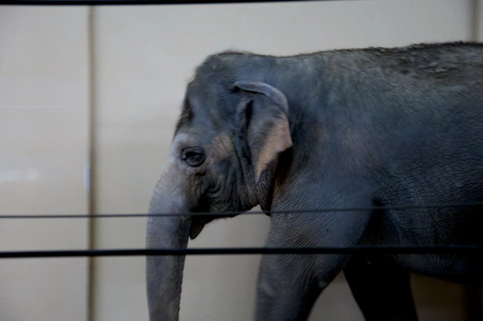 Princess Schottzie II | Cincinnati Zoo and Botanical Garden Wiki | Fandom