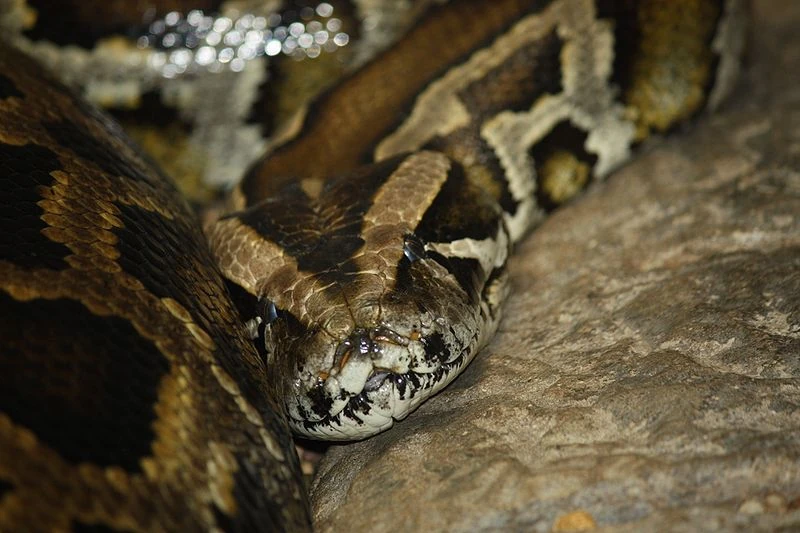 Burmese python | Cincinnati Zoo and Botanical Garden Wiki | Fandom
