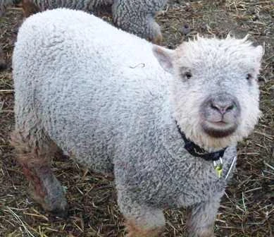 Babydoll Sheep | Cincinnati Zoo and Botanical Garden Wiki | Fandom