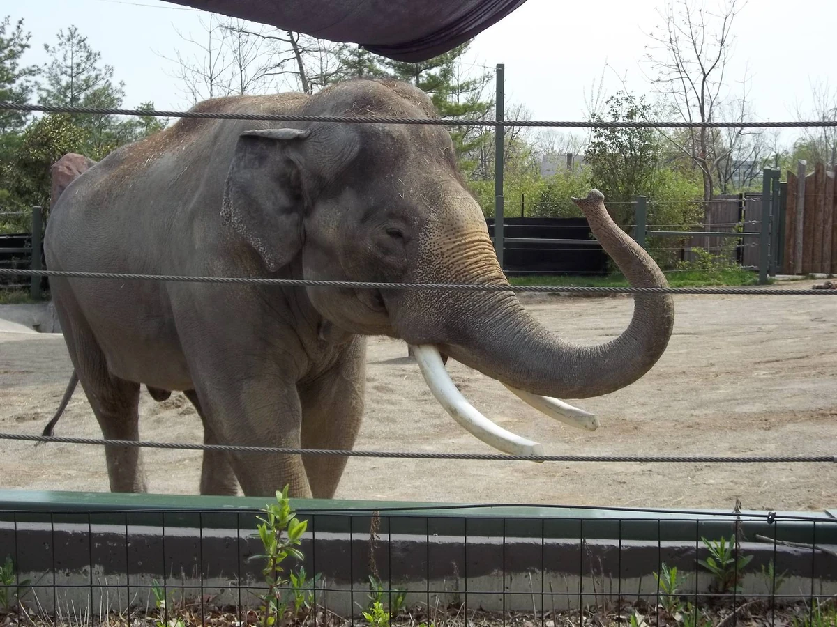 Sabu-hit | Cincinnati Zoo and Botanical Garden Wiki | Fandom