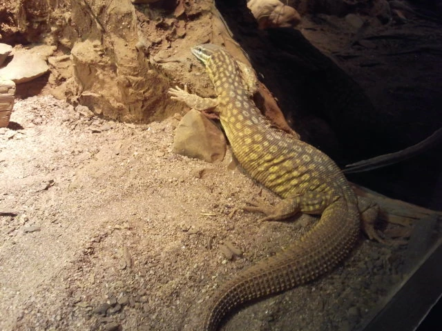 Ackies dwarf monitor | Cincinnati Zoo and Botanical Garden Wiki | Fandom