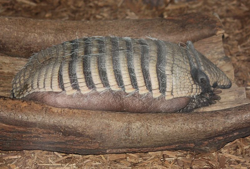 Six-banded Armadillo | Cincinnati Zoo and Botanical Garden Wiki | Fandom