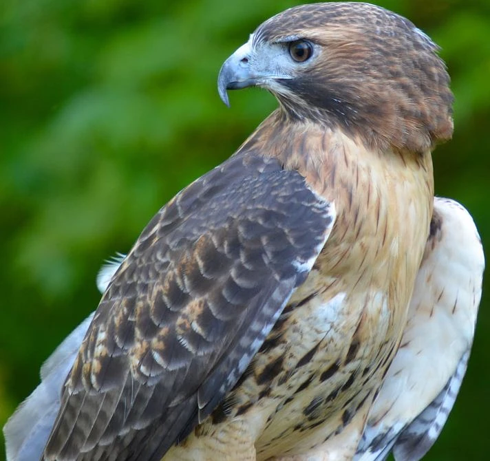 Red-tailed Hawk | Cincinnati Zoo and Botanical Garden Wiki | Fandom