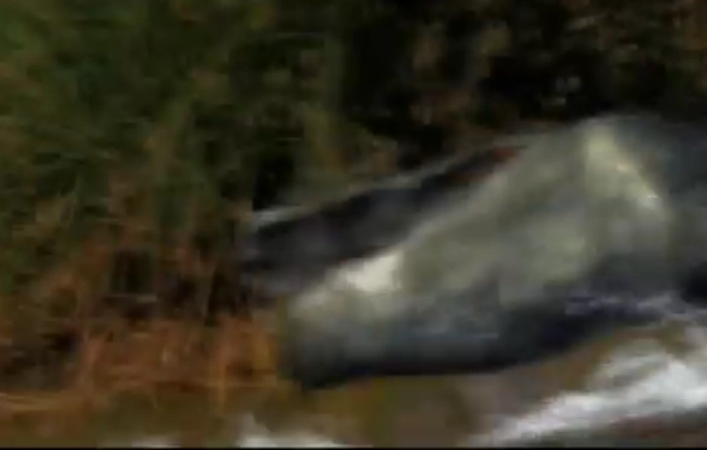 Timothy E. Goodwin | Cinemorgue Wiki | Fandom