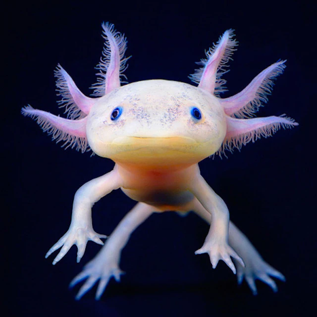 Axolotl | Cipherhunt Wiki | Fandom
