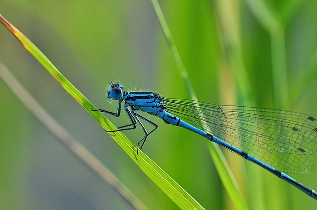 Odonata Central | Citizenscience Wiki | Fandom
