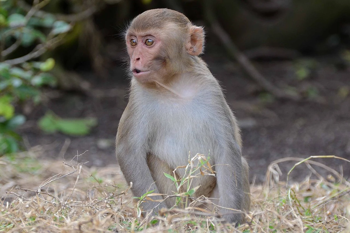Monkey Health Explorer | Citizenscience Wiki | Fandom