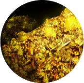 The Xiongnu (Modu Chanyu) - Civilization V Customization Wiki