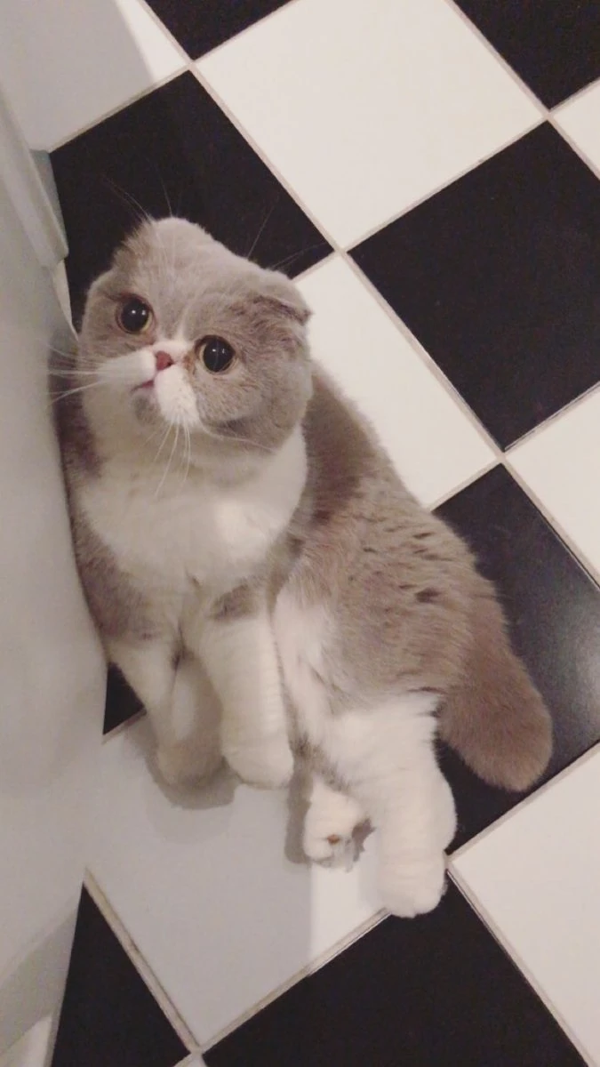 Donut | CL Wiki | Fandom