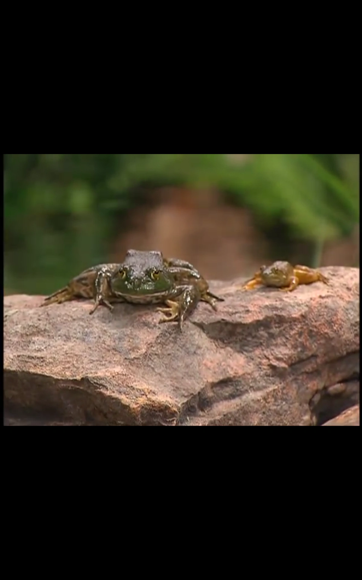 Frog (Barney And Friends) | Claire Eales Wiki | Fandom
