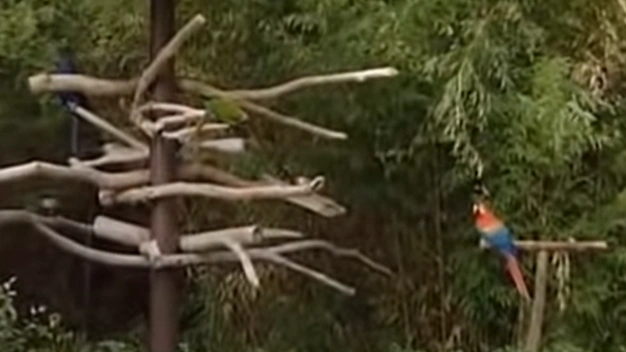 Parrot (Barney And Friends) | Claire Eales Wiki | Fandom