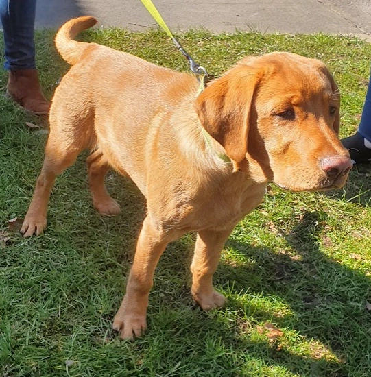 Darcy Doo (dog) | Claire Eales Wiki | Fandom