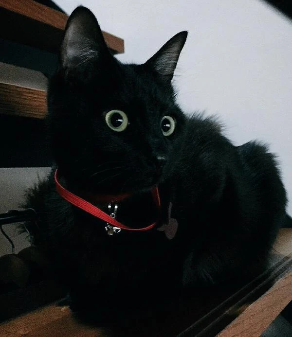 Yoru | Wiki Clamp | Fandom