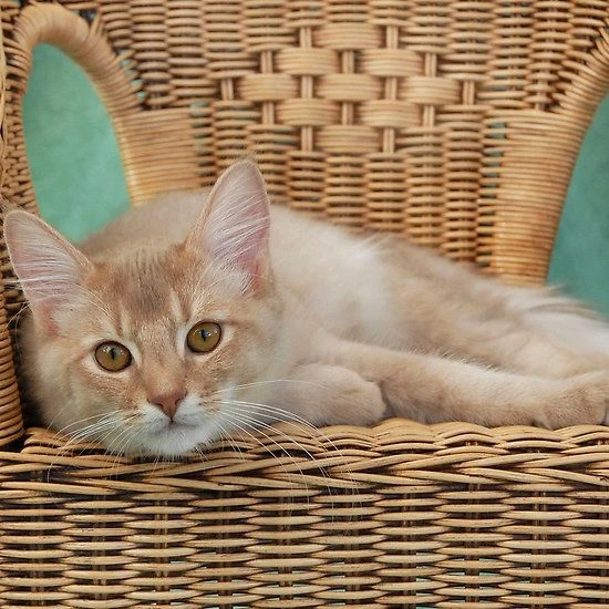 Cloverpaw | Clan Generator Wiki | Fandom