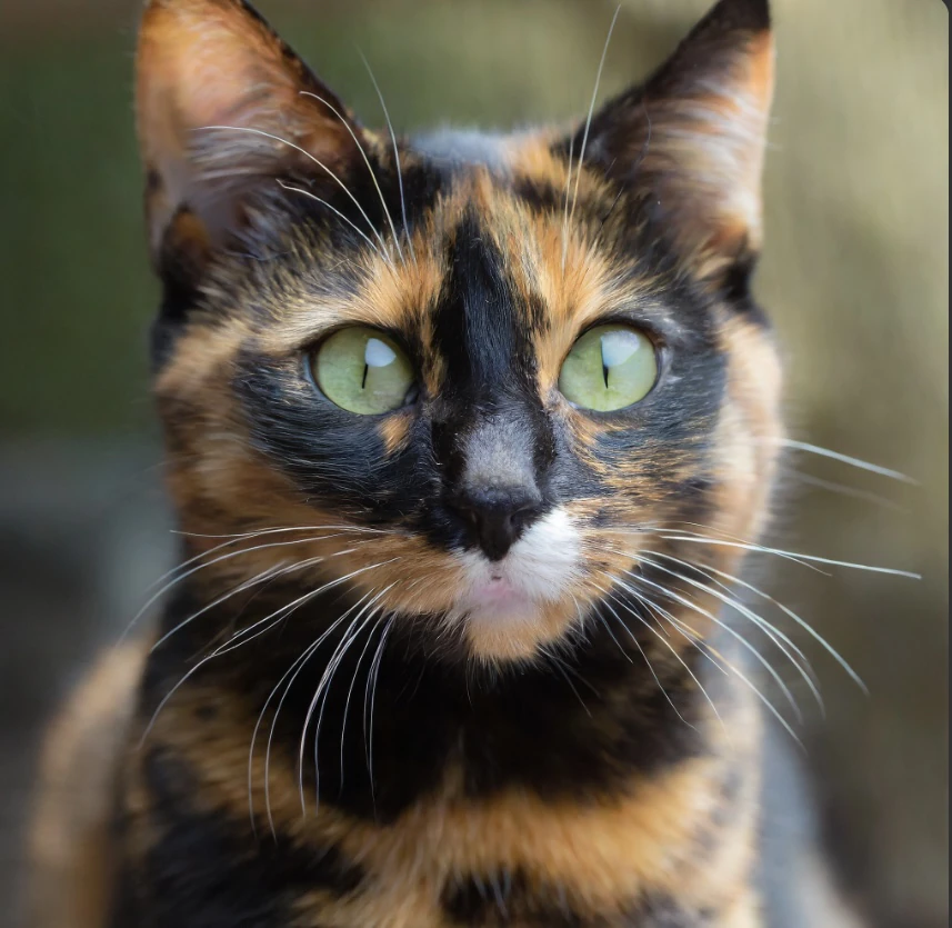 Shardpaw | Clan of Sunlit Prairies Wiki | Fandom