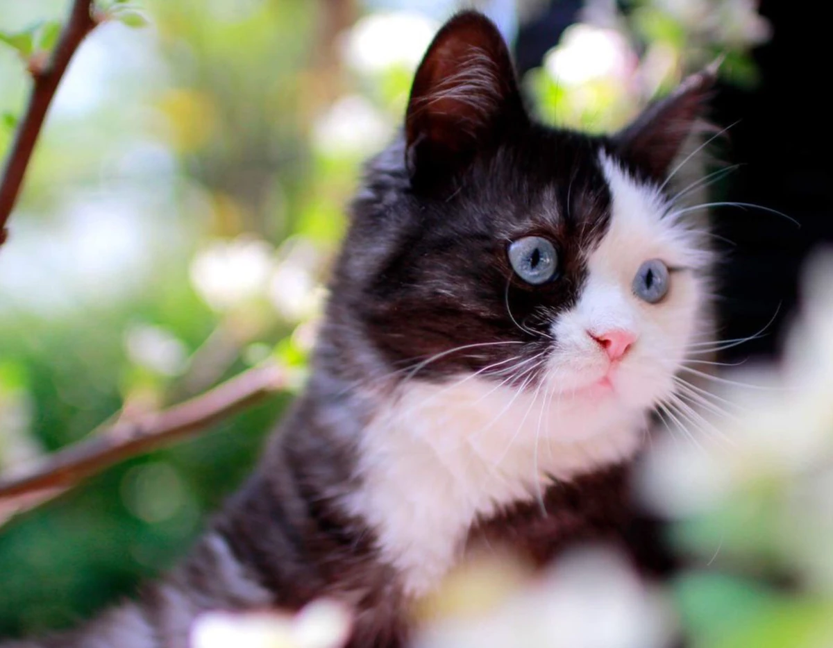 Blizzardfang | Clan of Sunlit Prairies Wiki | Fandom