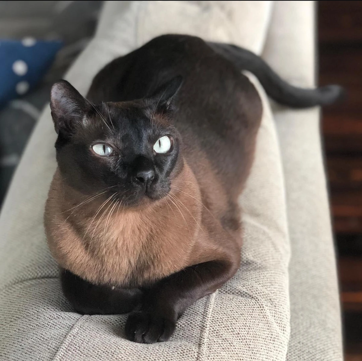 Carrionsaunter | Clan of Sunlit Prairies Wiki | Fandom