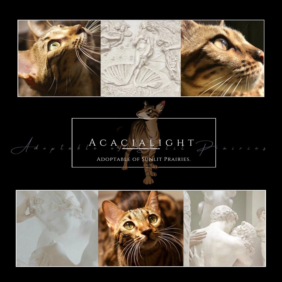 Acacialight | Clan of Sunlit Prairies Wiki | Fandom