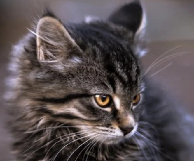 Silentpaw | Clan of Sunlit Prairies Wiki | Fandom