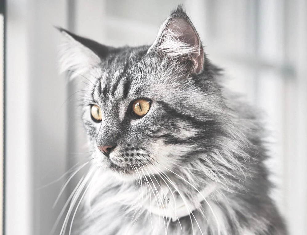 Risinghawk | Clan of Sunlit Prairies Wiki | Fandom