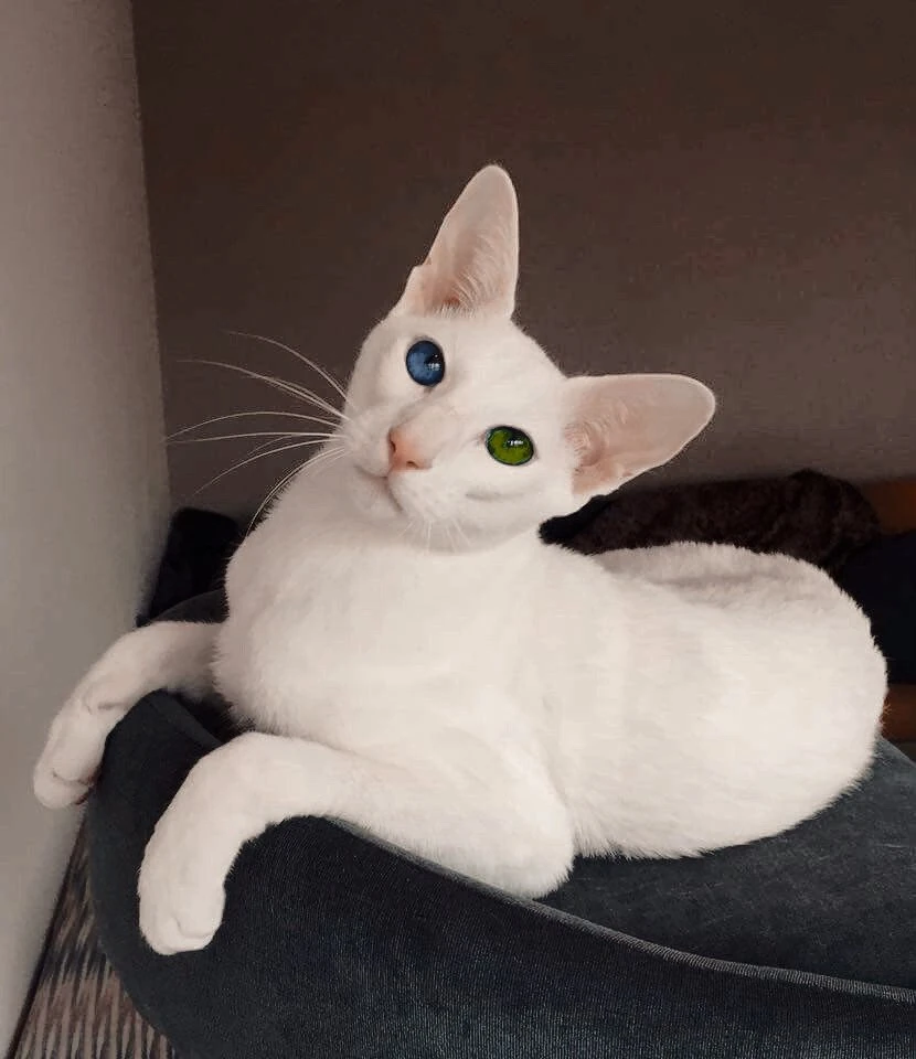 Snowthistle | Clan of Sunlit Prairies Wiki | Fandom