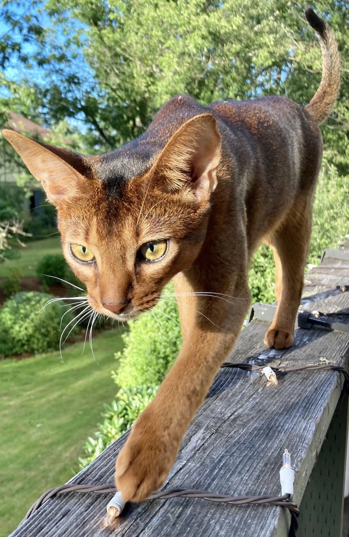 Splinterpelt | Clan of Sunlit Prairies Wiki | Fandom