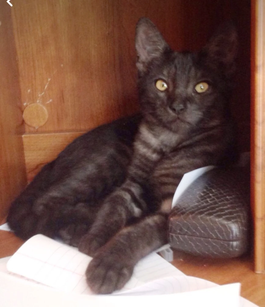 Smokestone | Clan of Sunlit Prairies Wiki | Fandom