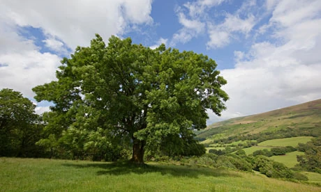 Ash Tree | Clan Roleplay Wiki | Fandom